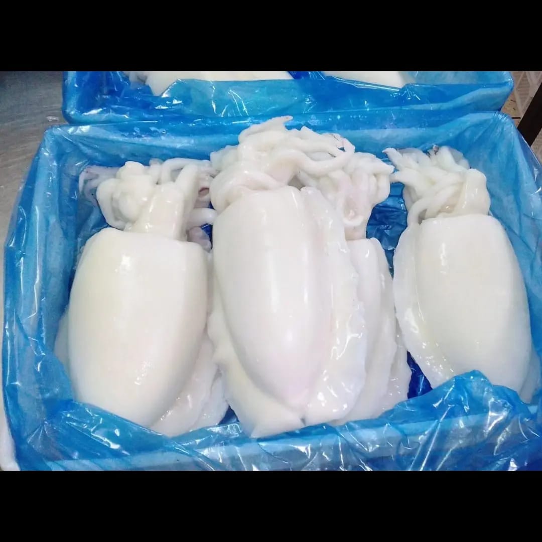 Cefalópodos – Mezgo Group